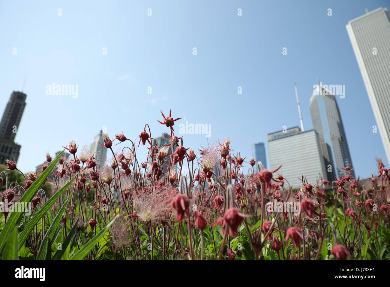 Chicago flower gardens hi-res stock photography and images - Alamy