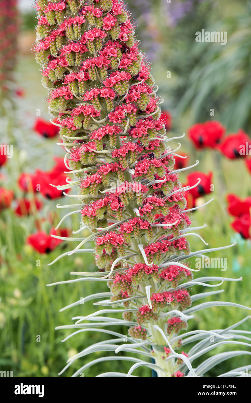 Terminal flowers hi-res stock photography and images - Alamy