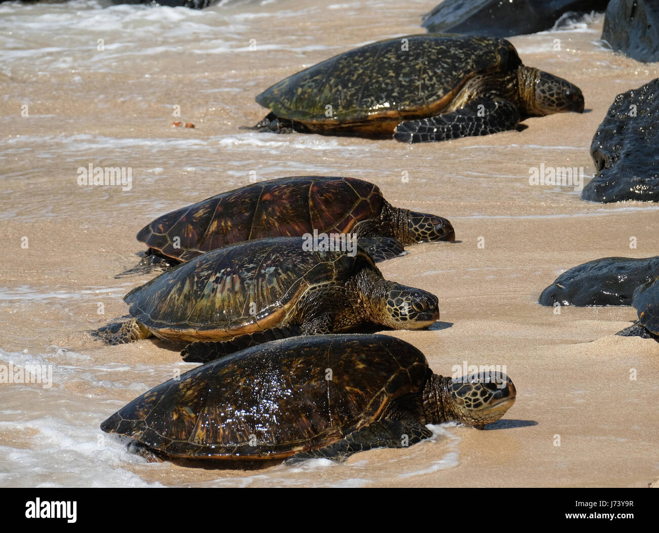 Group of green sea turtles on beach hi-res stock photography and images ...