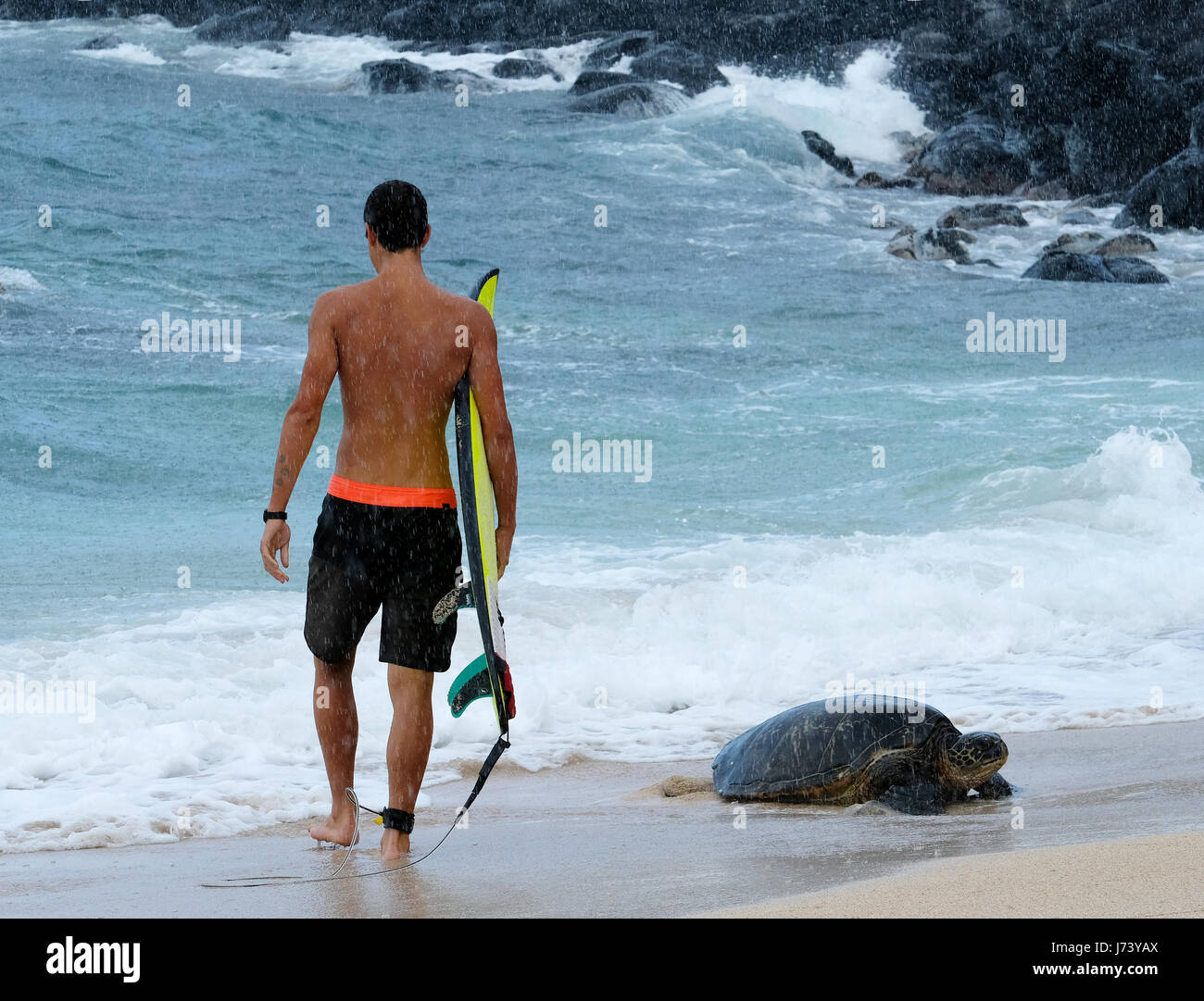 A surfer walks past a Hawaiian Green Sea Turtle coming ashore at ...