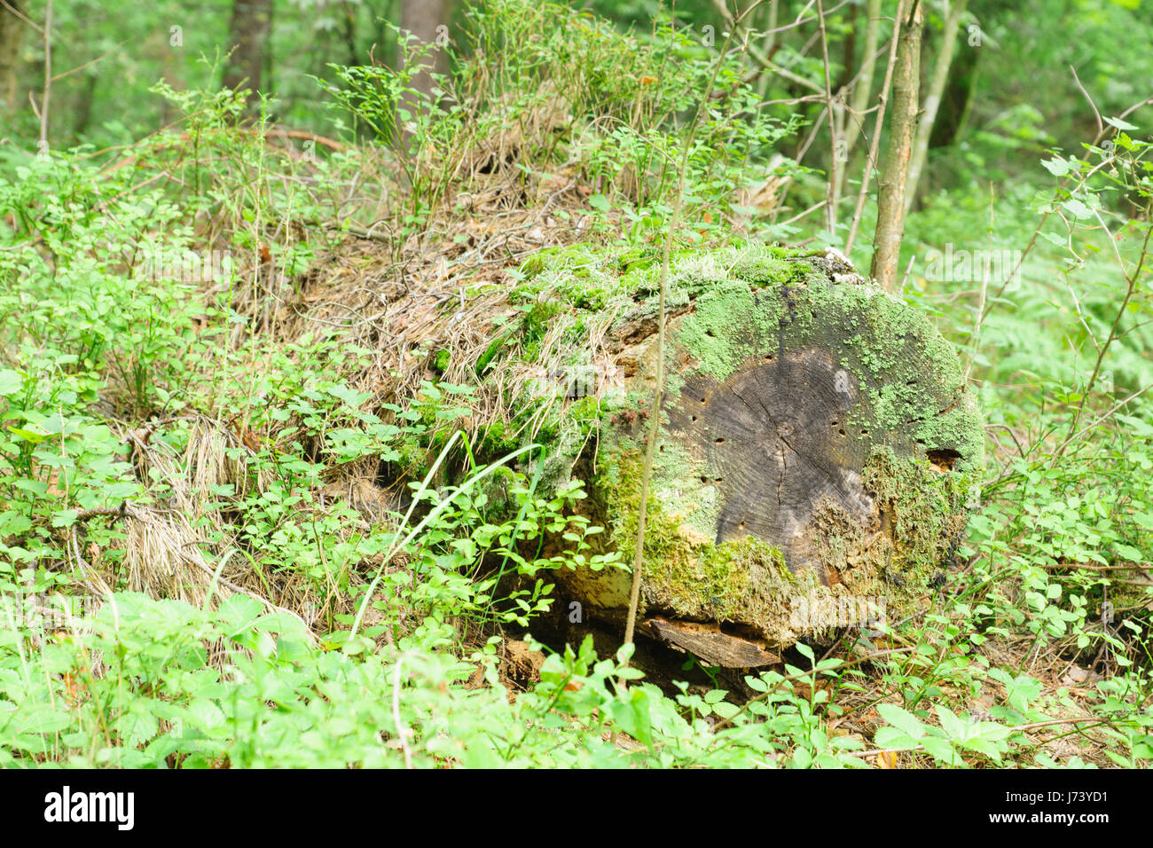 the old mossy log in a dense forest Stock Photo - Alamy