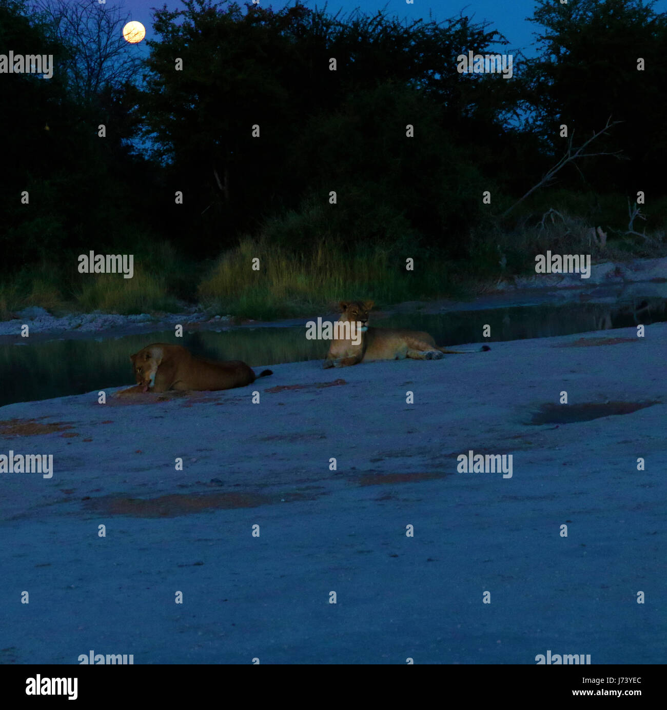 Lioness eyes night hi-res stock photography and images - Alamy