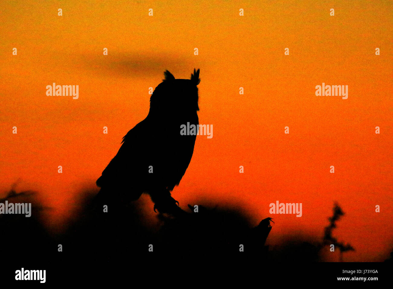 Owl silhouette in an African sunset Stock Photo - Alamy