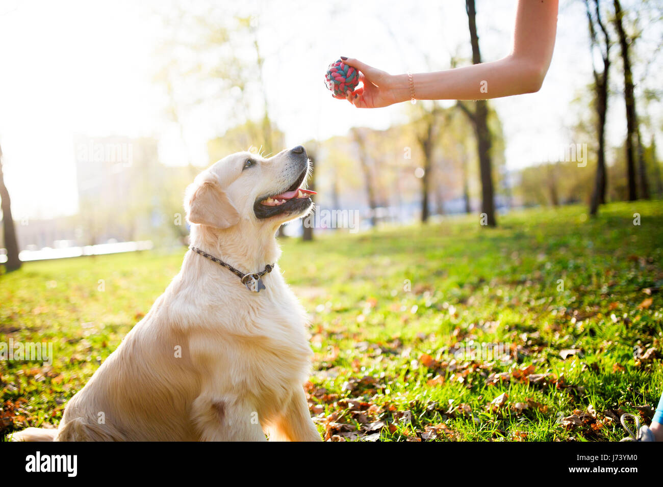 Woman gives ball labrador dog Stock Photo - Alamy