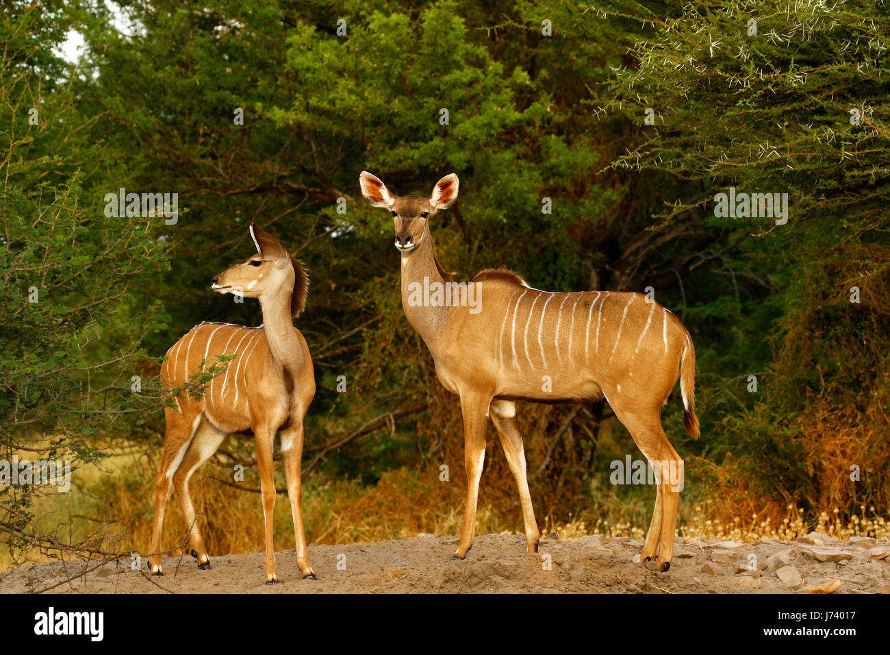 Lesser Kudu Baby