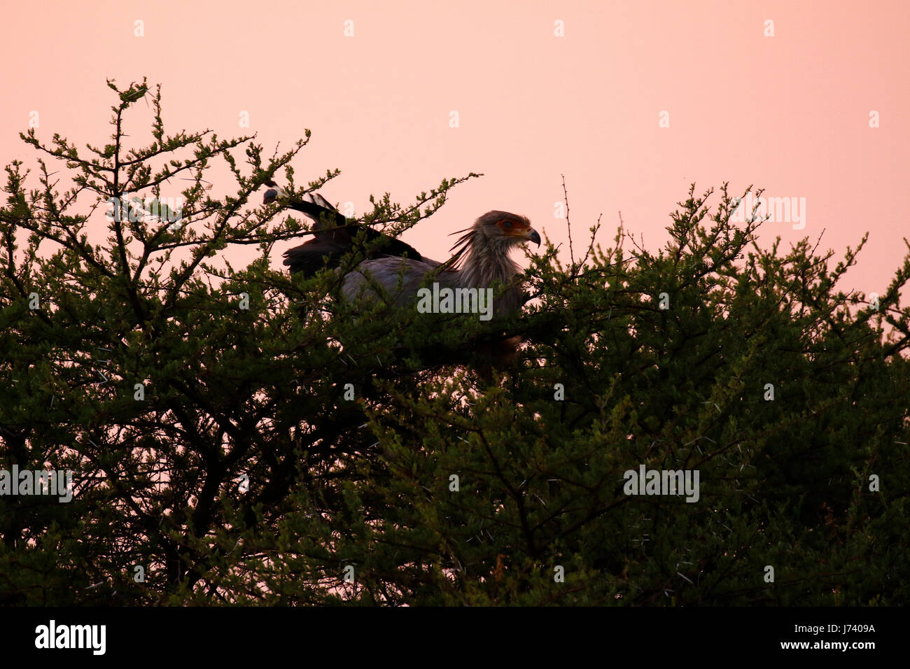 Secretary bird settled high up in a tree building a nest Stock Photo ...