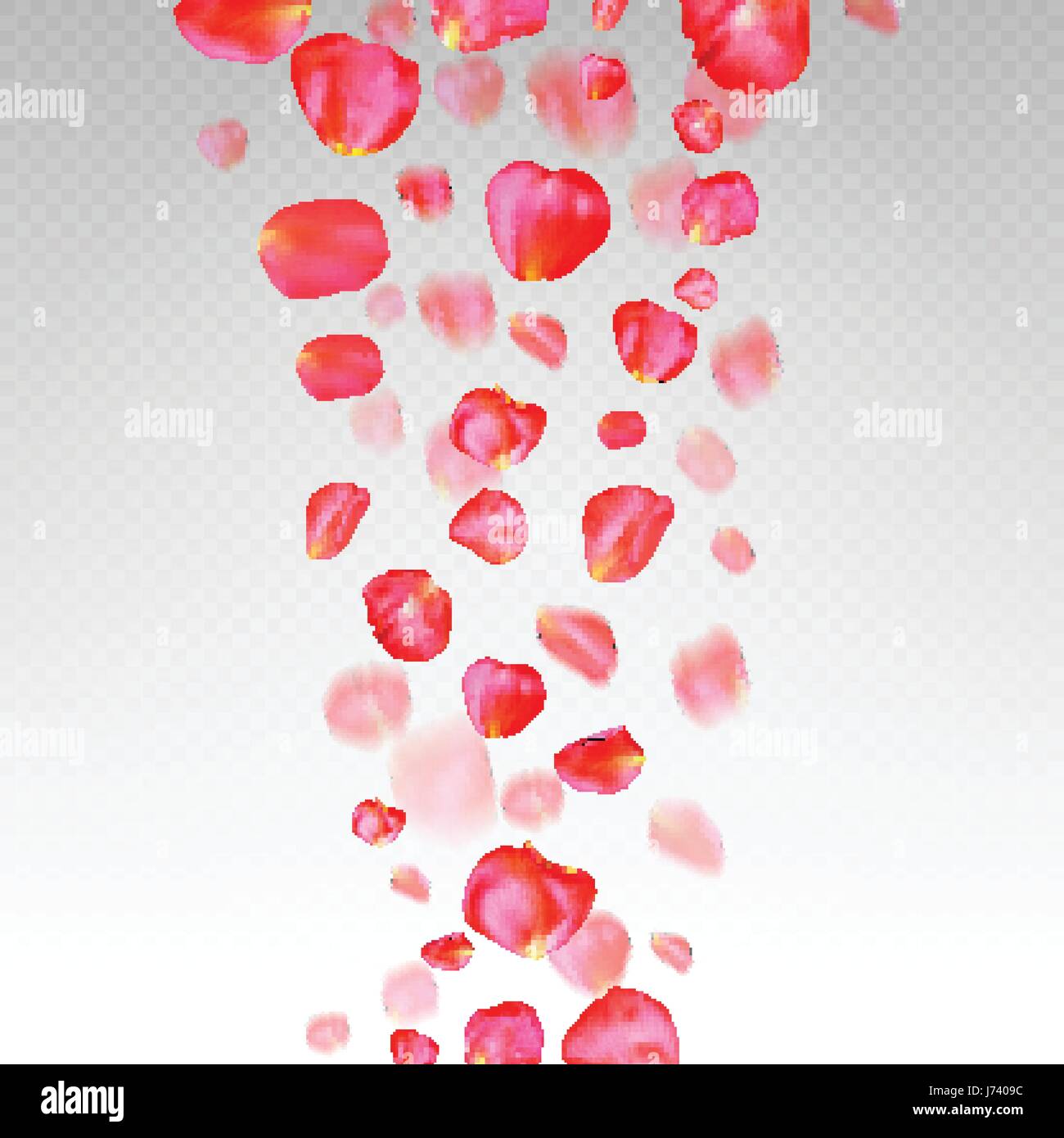 A lot of falling red rose petals on transparent background. Vector ...