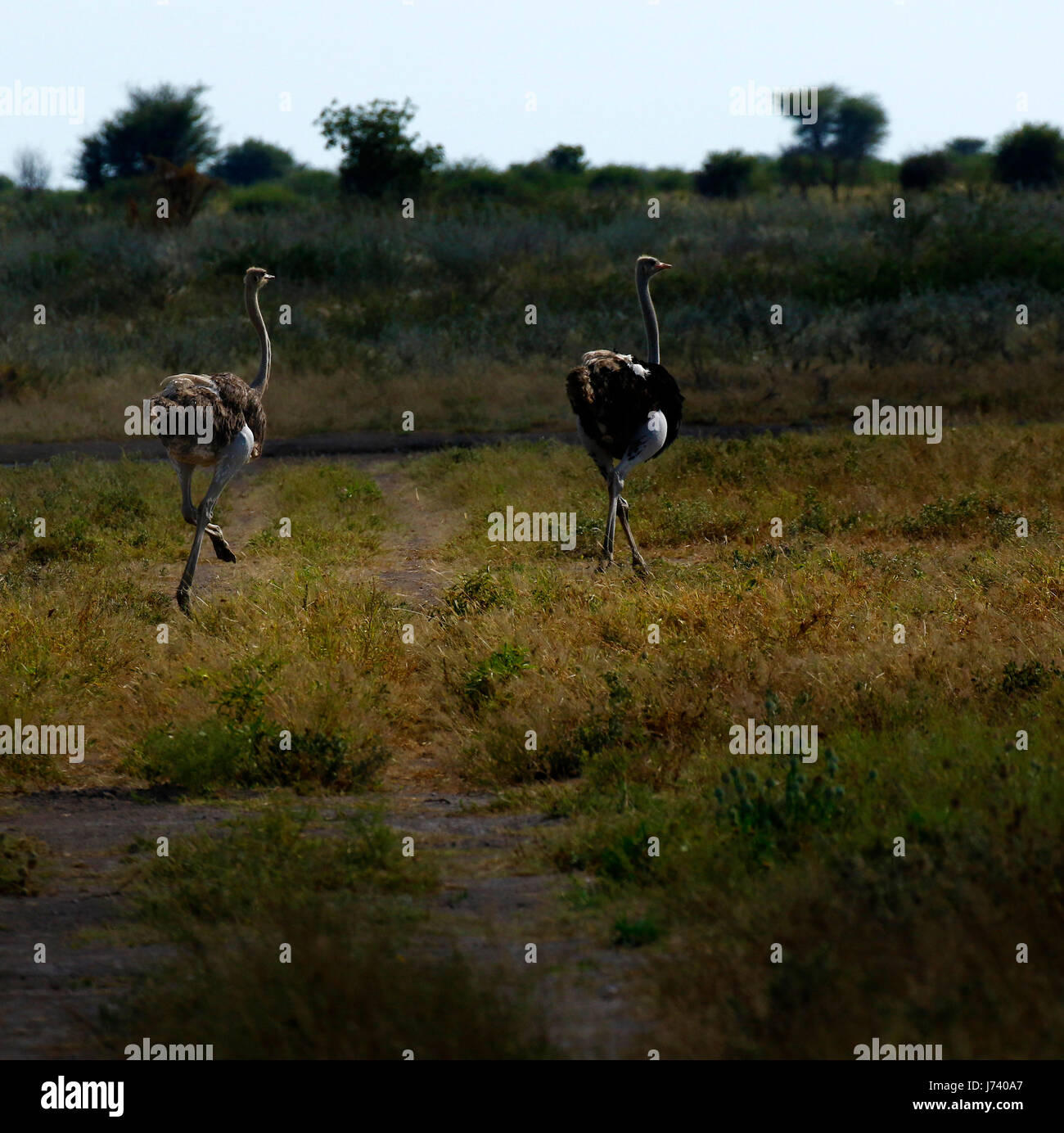 Africa bird botswana ostrich feathers hi-res stock photography and ...
