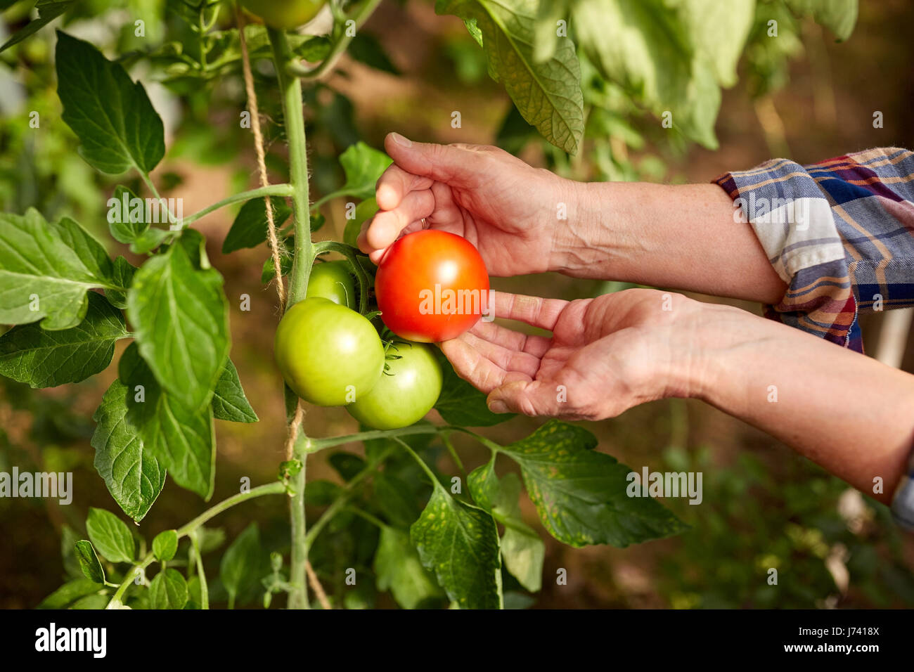 senior farmer picking tomatoes at farm greenhouse Stock Photo - Alamy