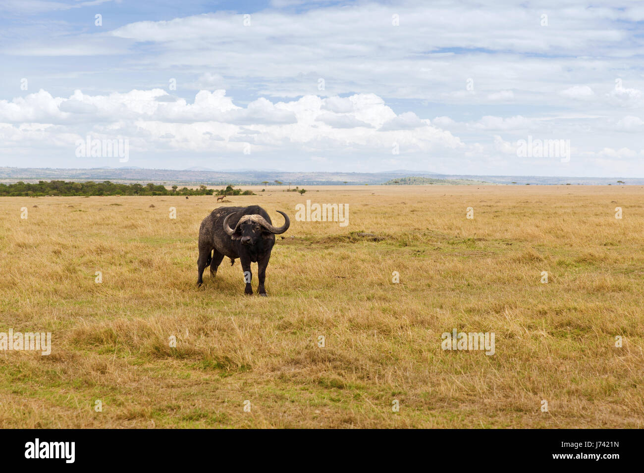buffalo bull grazing in savannah at africa Stock Photo - Alamy