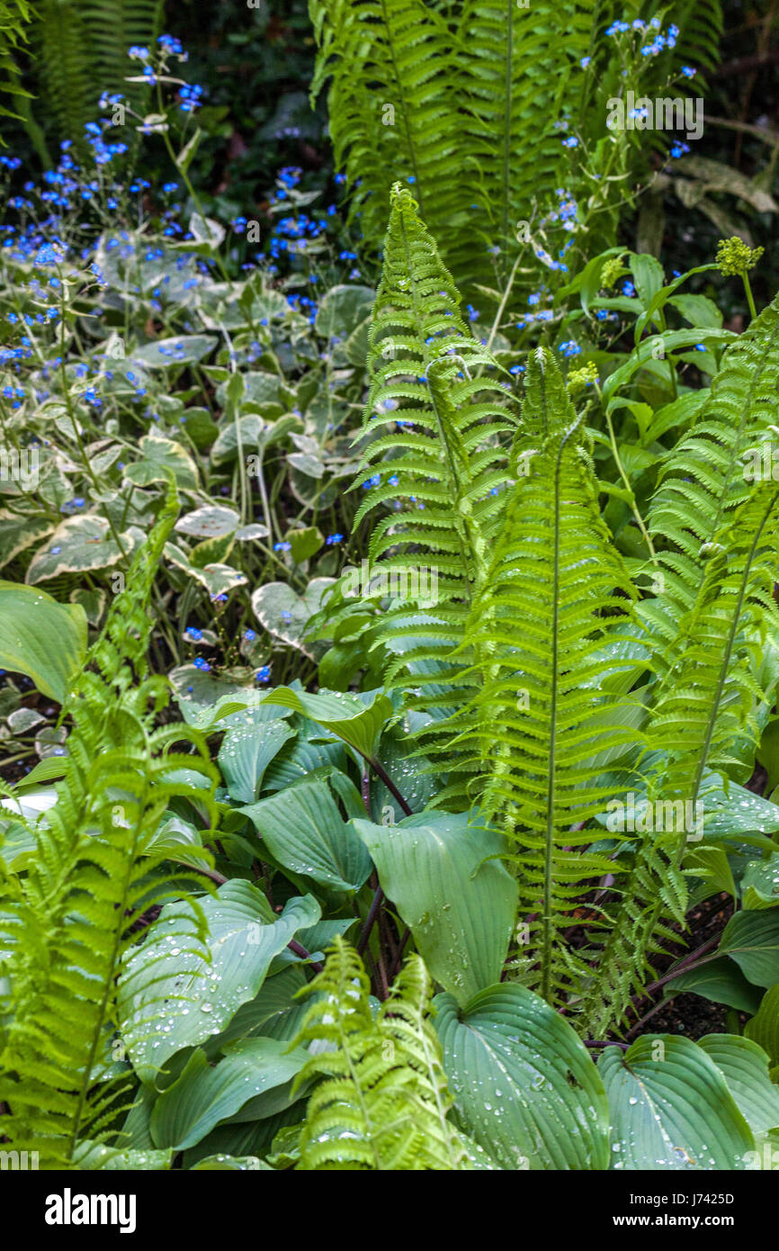 Matteuccia struthiopteris, ostrich fern, fiddlehead fern or shuttlecock ...