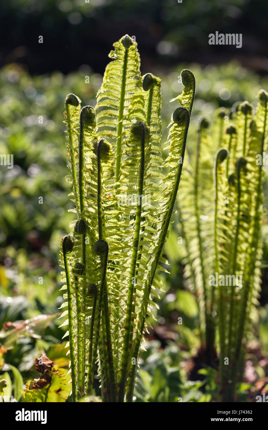 Close up of backlit ferns planted in an English garden, England, UK ...