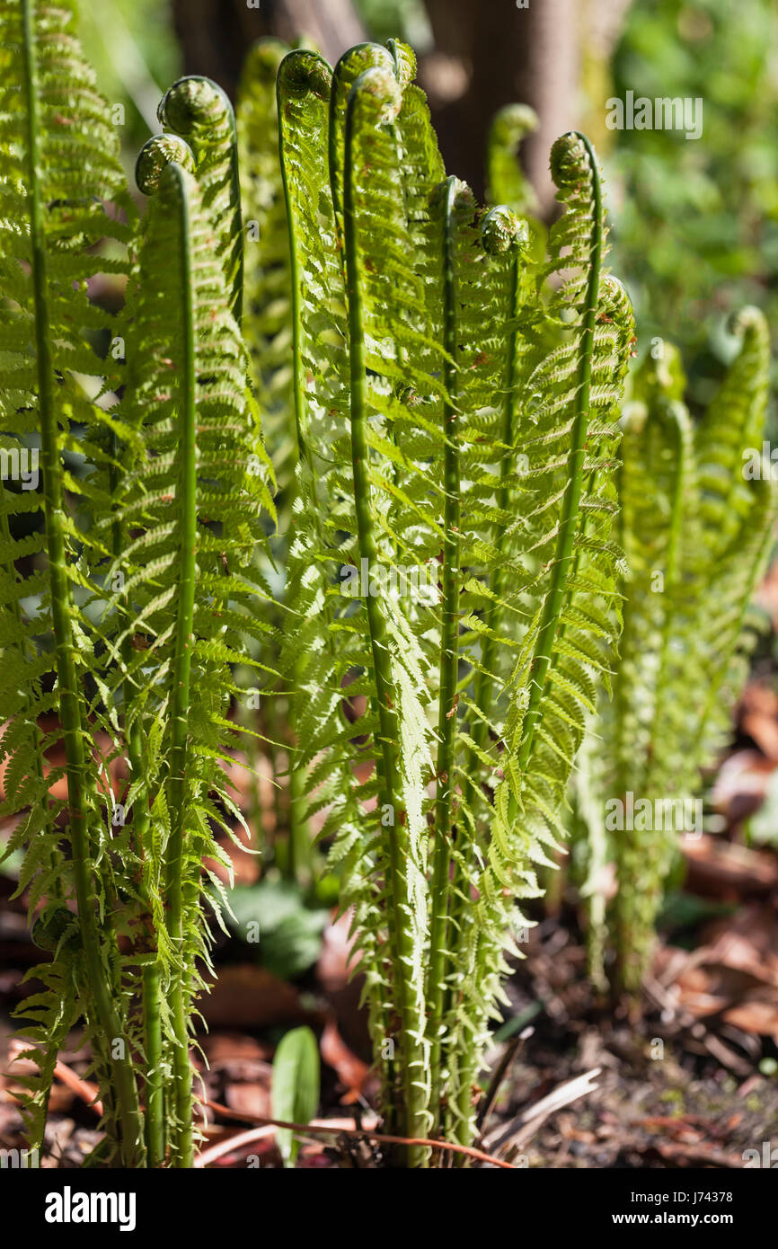 Close up of backlit ferns planted in an English garden, England, UK ...