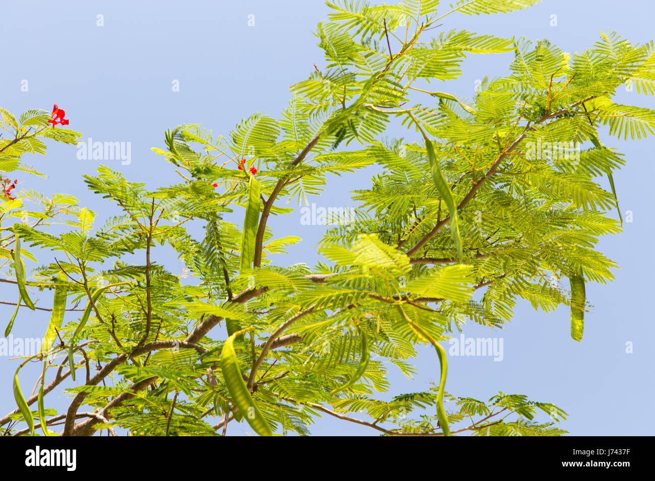 delonix regia or flame tree outdoors Stock Photo - Alamy
