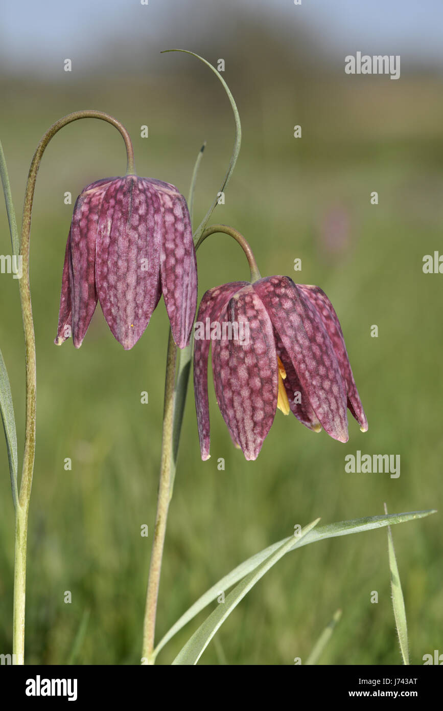Snake's-head Fritillary - Fritillaria meleagris Stock Photo - Alamy