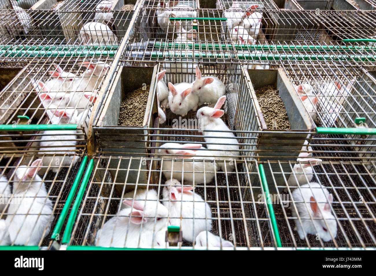 Rabbits on the farm Stock Photo - Alamy