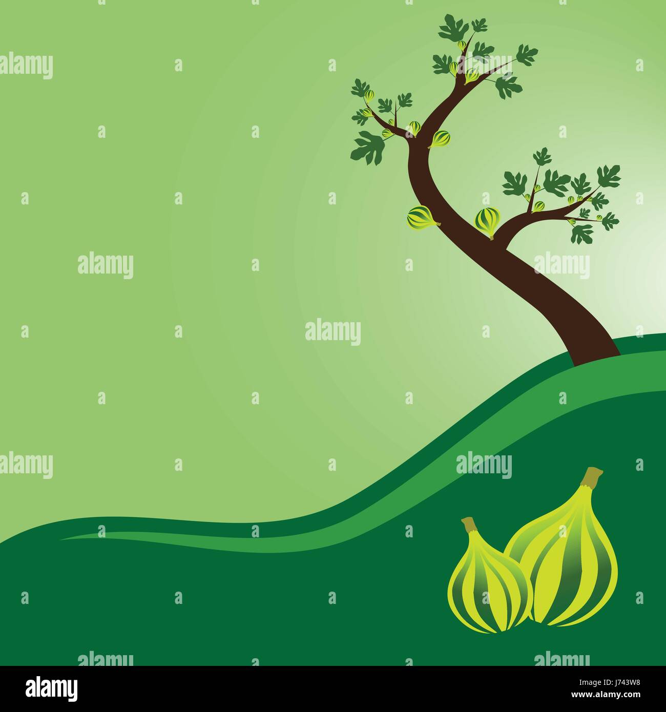 fig tree with leaves and fruits, Vector illustration Stock Vector Image ...
