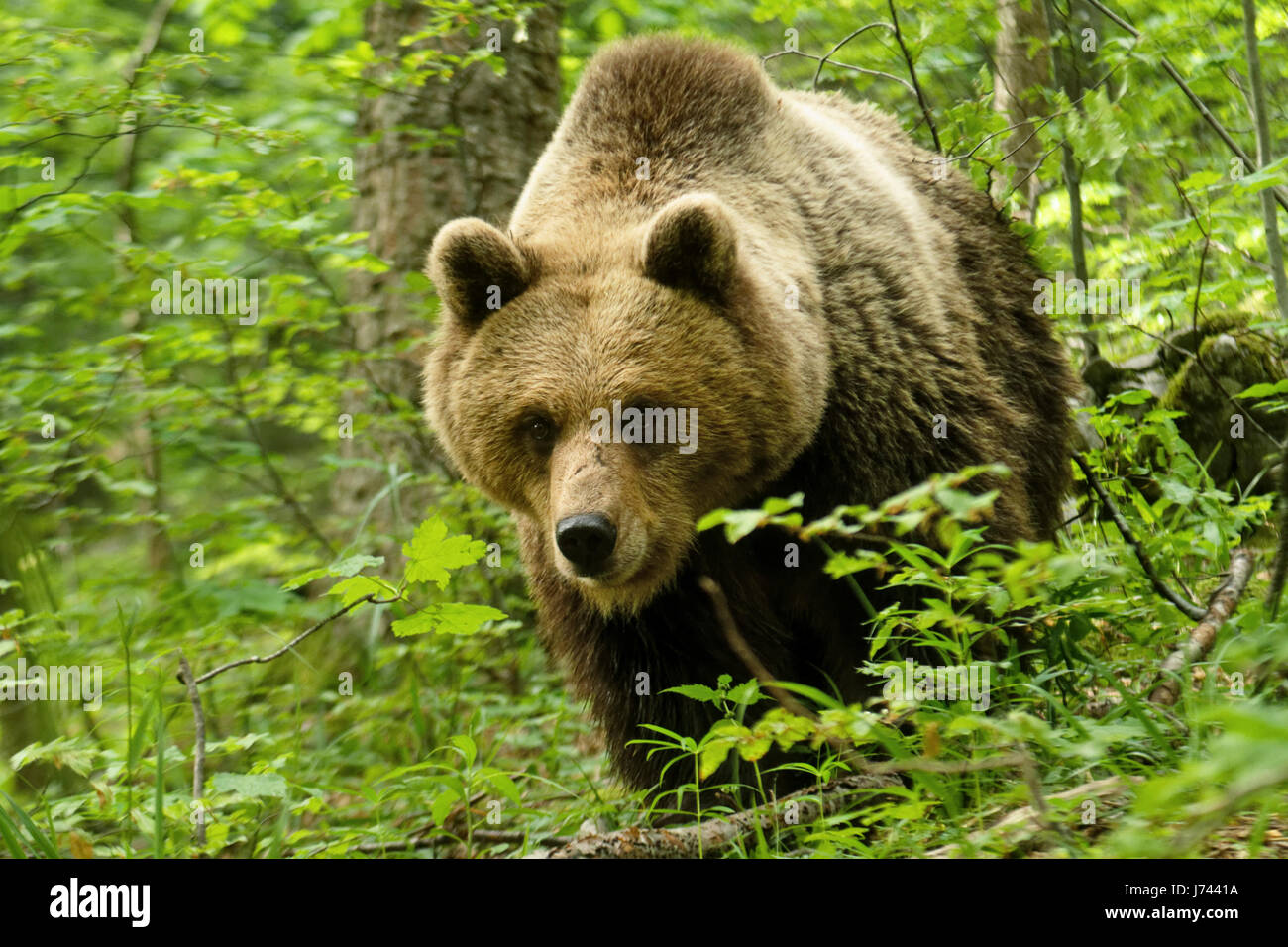 Brown bear from mountains of Croatia Stock Photo - Alamy