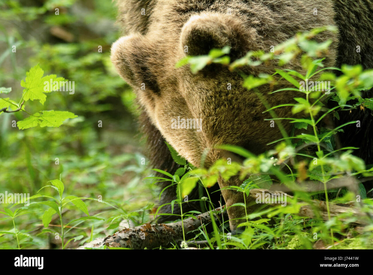 Brown bear from mountains of Croatia Stock Photo - Alamy