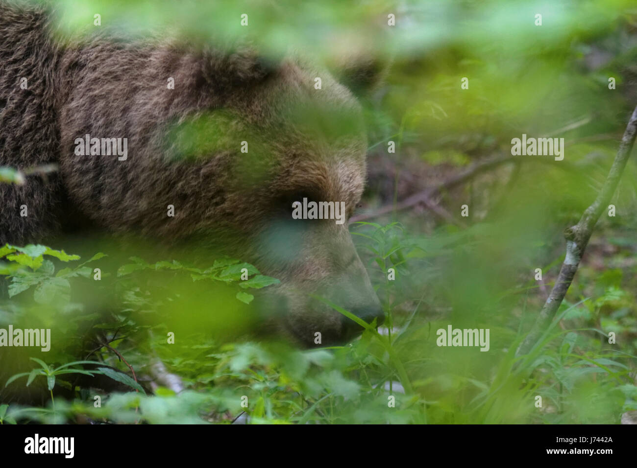 Brown bear from mountains of Croatia Stock Photo - Alamy