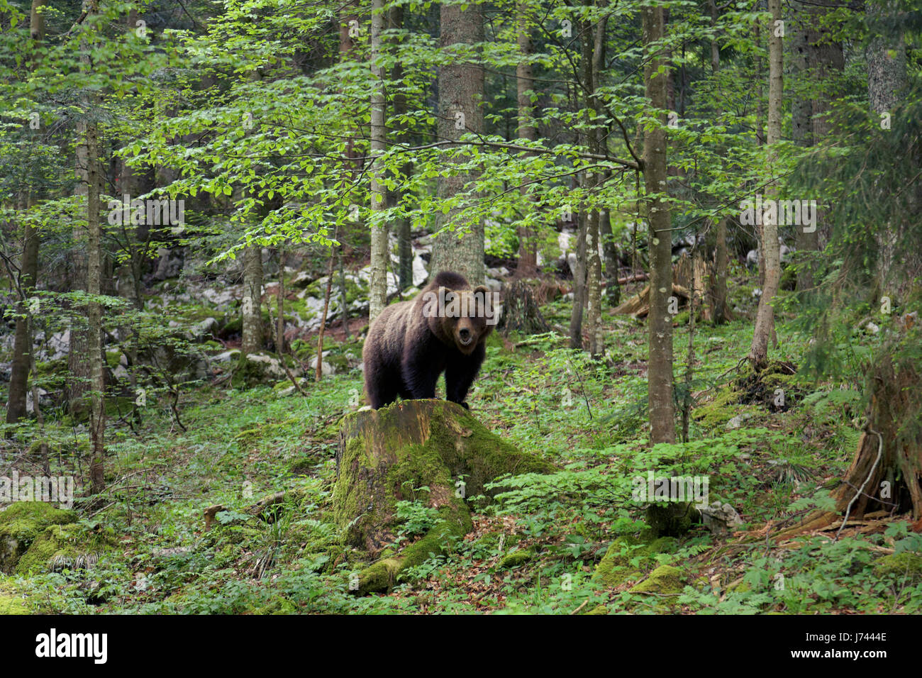Brown bear from mountains of Croatia Stock Photo - Alamy