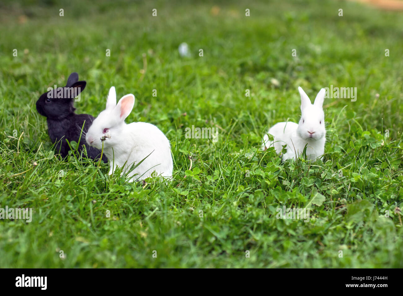 Funny baby rabbit on grass Stock Photo - Alamy