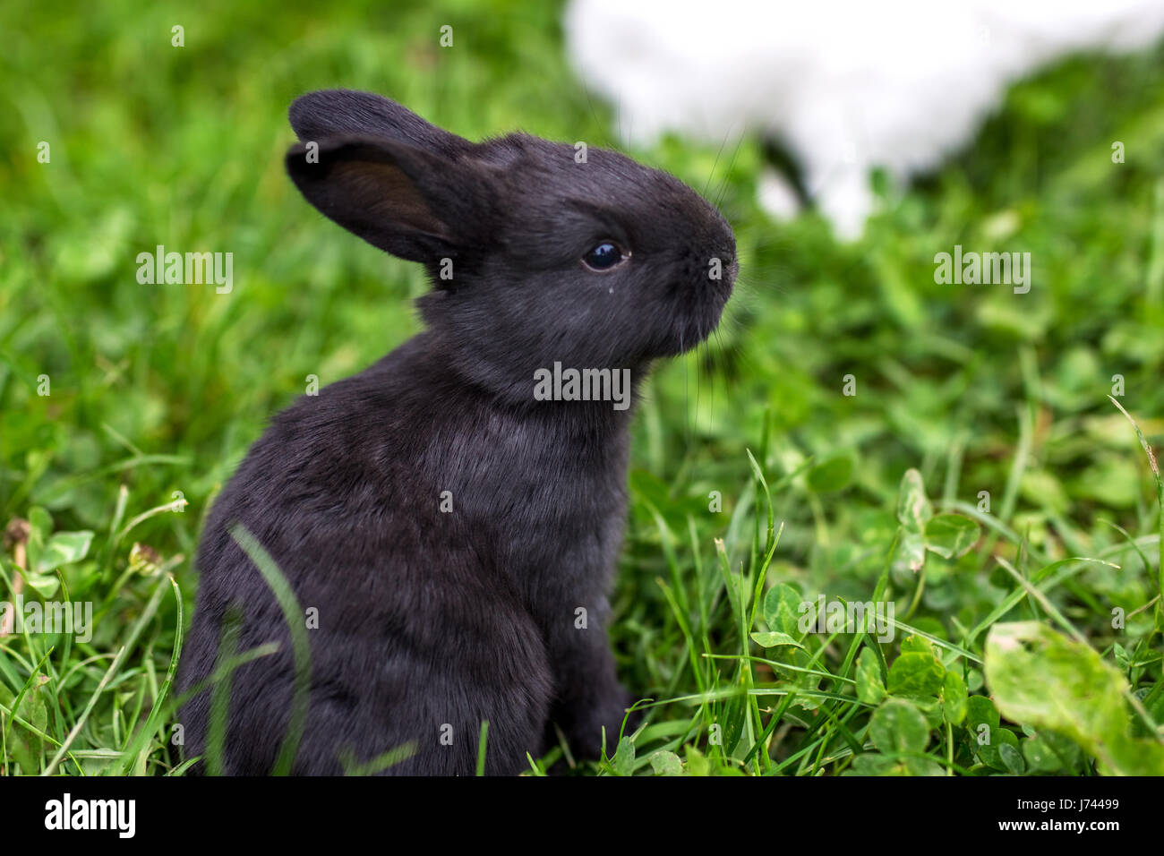 Funny baby rabbit on grass Stock Photo - Alamy