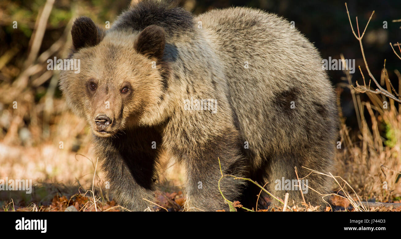 Brown bear from mountains of Croatia Stock Photo - Alamy