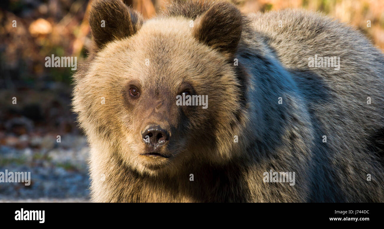 Brown bear from mountains of Croatia Stock Photo - Alamy