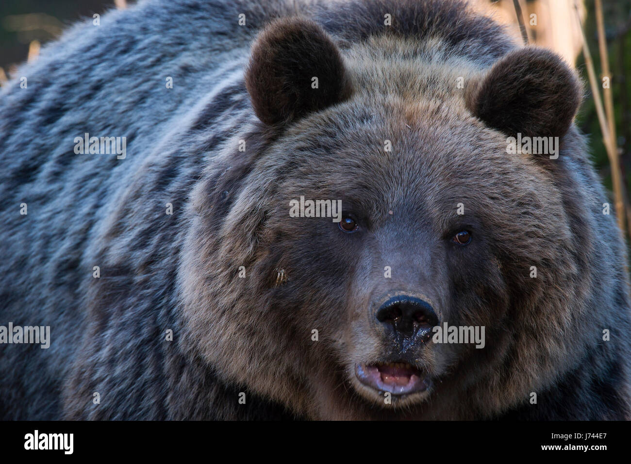 Brown bear from mountains of Croatia Stock Photo - Alamy