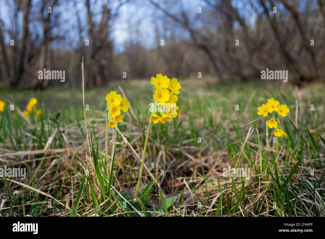Bear's Ear Primula Auricula High Resolution Stock Photography and ...
