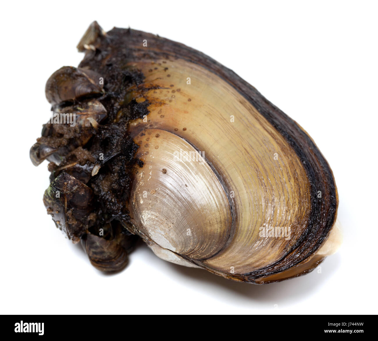 Freshwater pearl mussels hi-res stock photography and images - Alamy