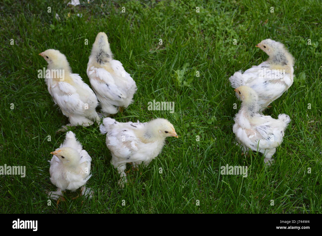Baby chickens eating hi-res stock photography and images - Alamy