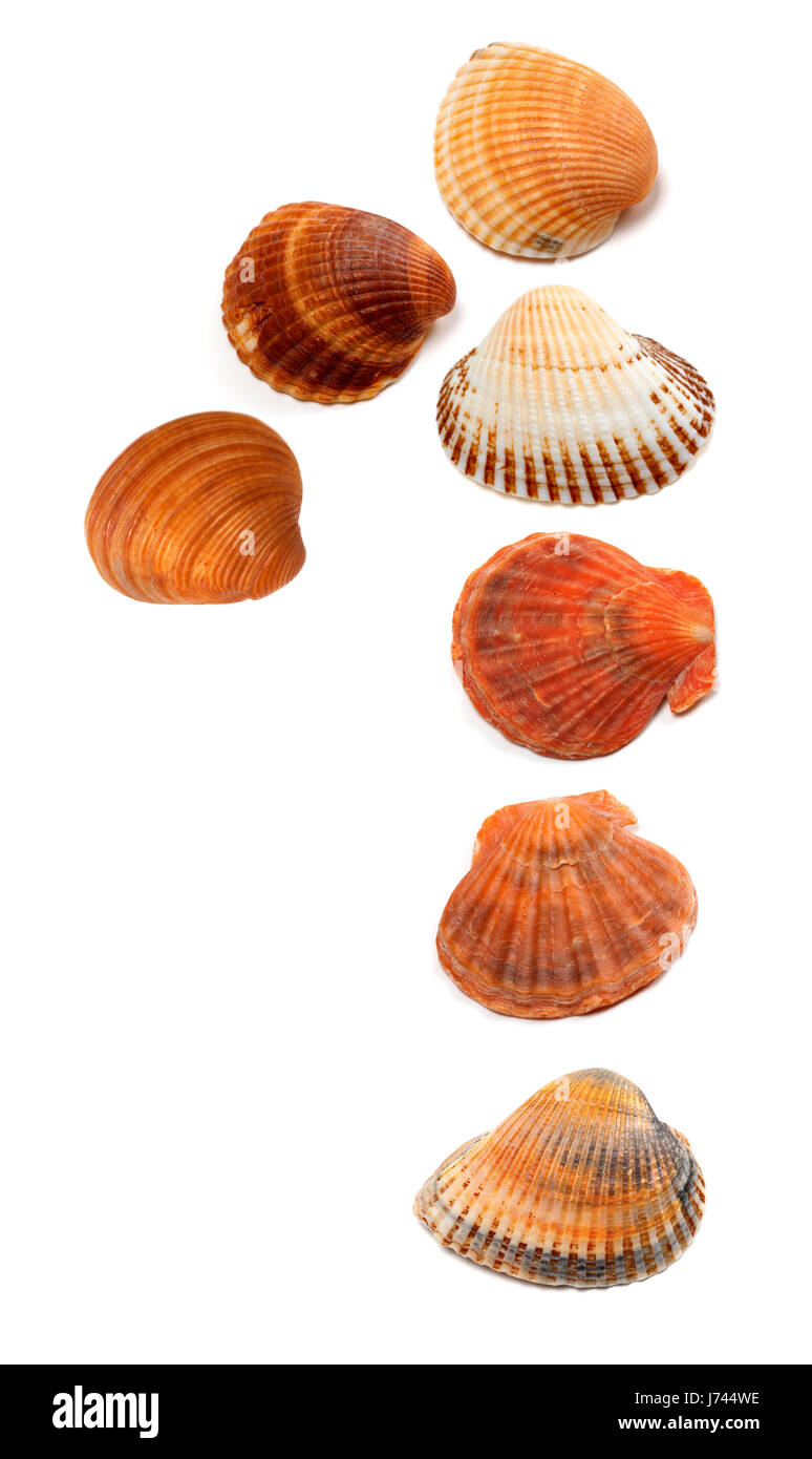 Numeral 1 composed of seashells. Isolated on white background Stock ...