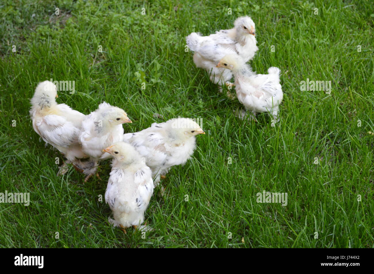Baby chickens eating hi-res stock photography and images - Alamy