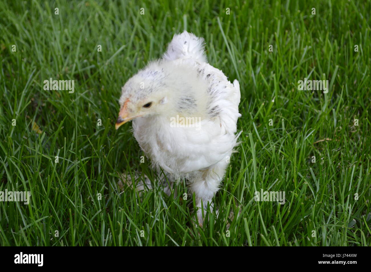 Chickens cooking hi-res stock photography and images - Alamy