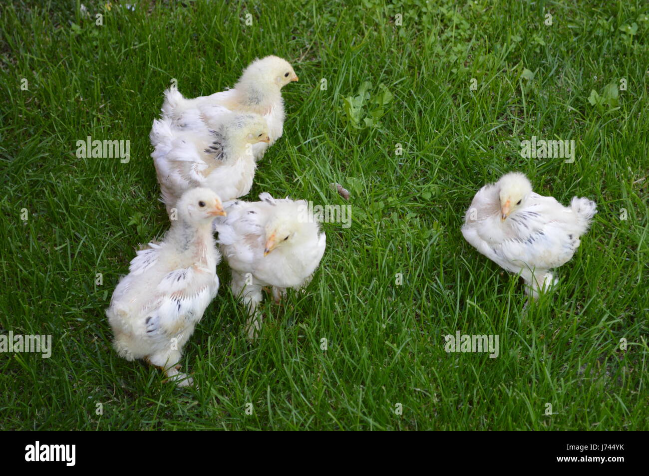 Baby chickens eating hi-res stock photography and images - Alamy