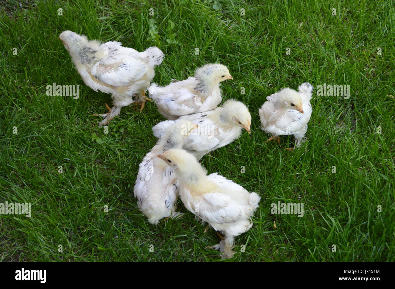 Baby cooking phone hi-res stock photography and images - Alamy