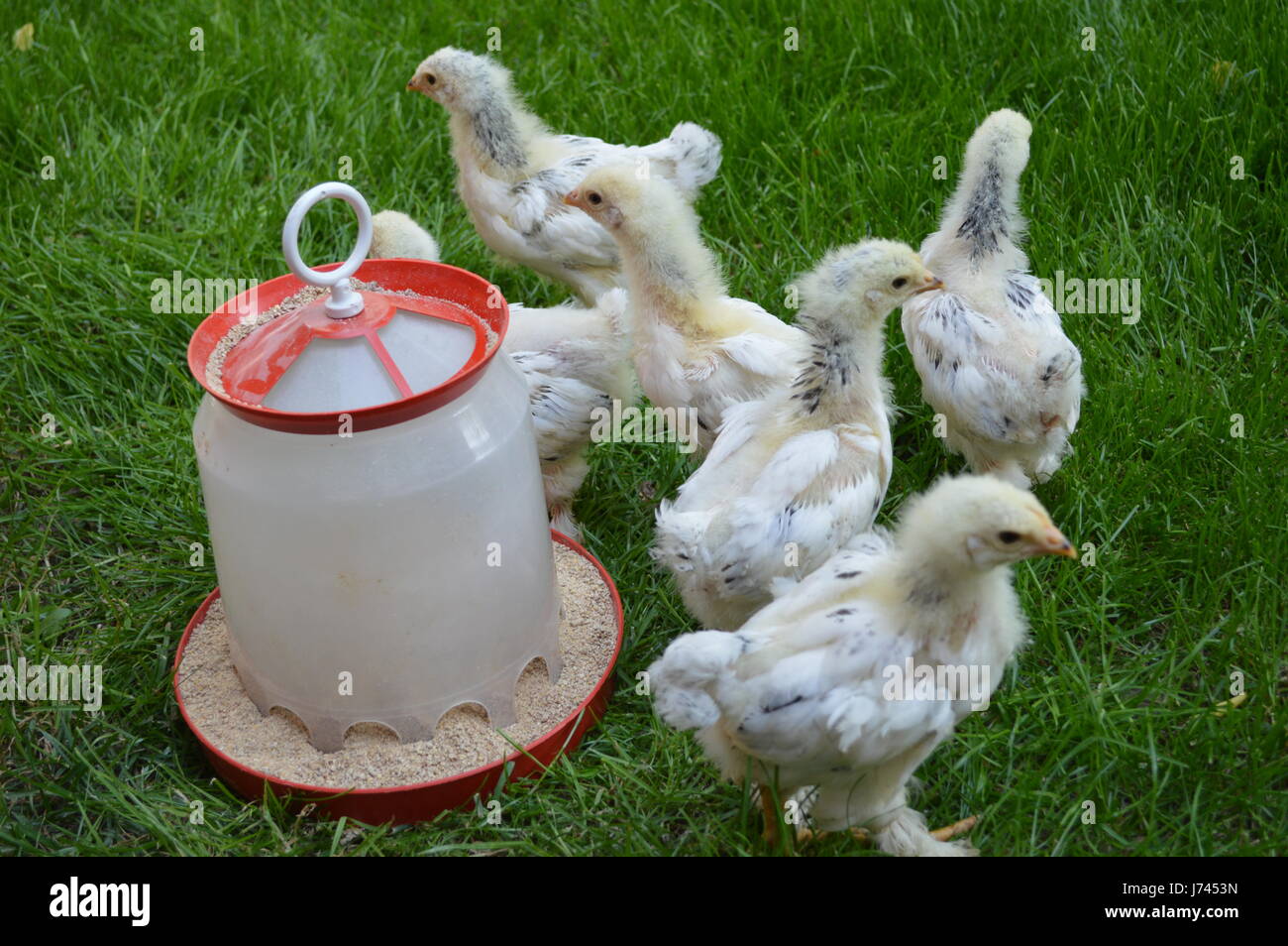 Chickens cooking hi-res stock photography and images - Alamy