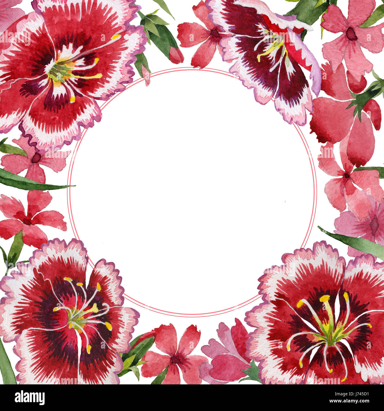 Wildflower carnation flower frame in a watercolor style isolated Stock ...