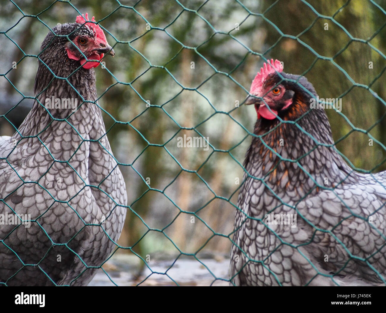 two chickens behind a wire fence in a cage Stock Photo - Alamy