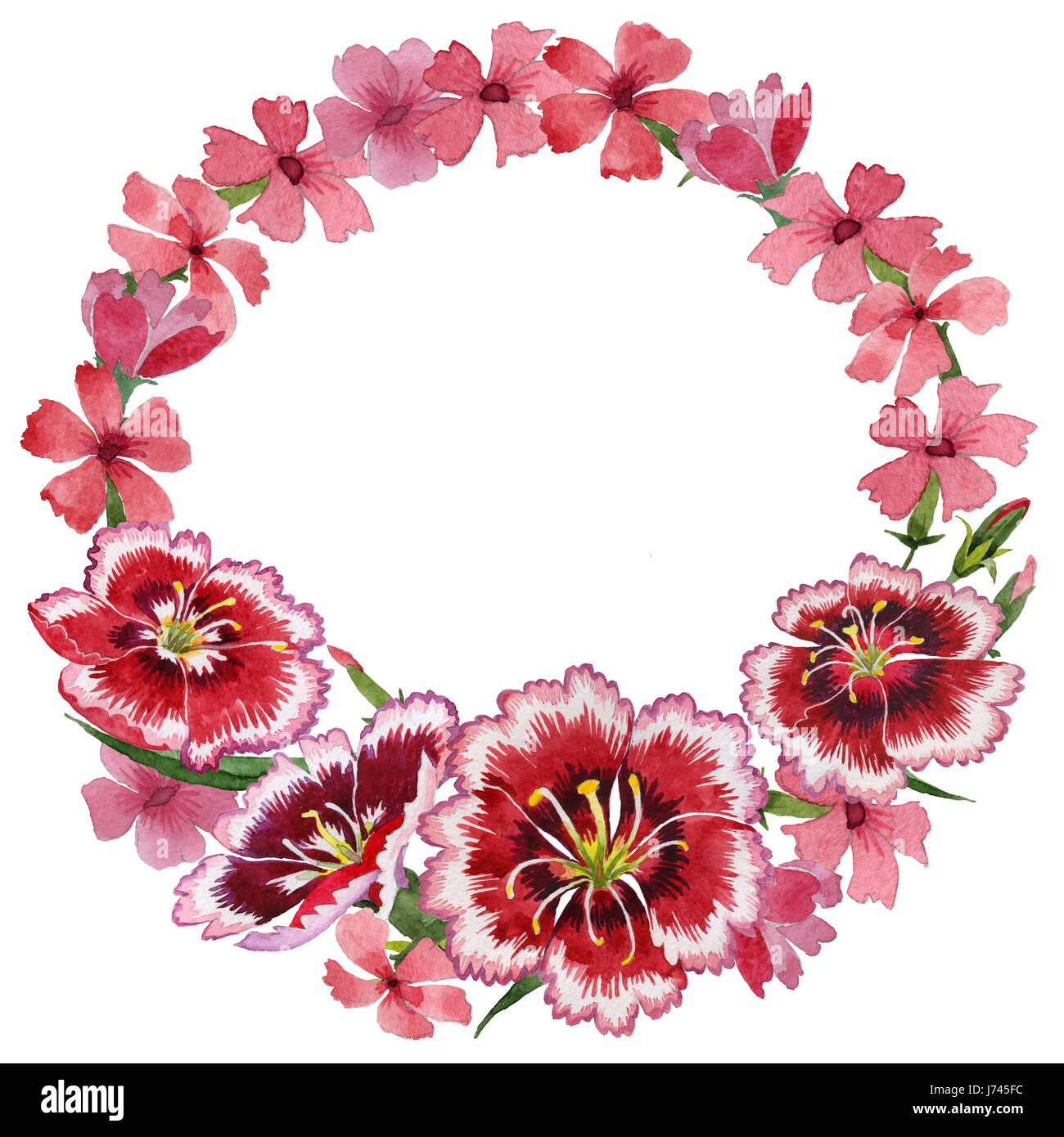 Wildflower carnation flower wreath in a watercolor style isolated Stock ...
