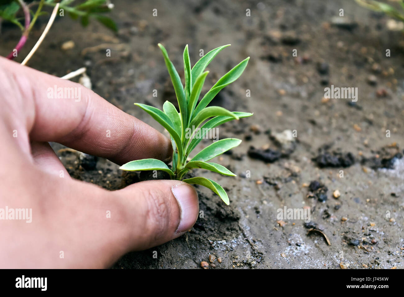 man hand planting small plant with two fingers Stock Photo - Alamy