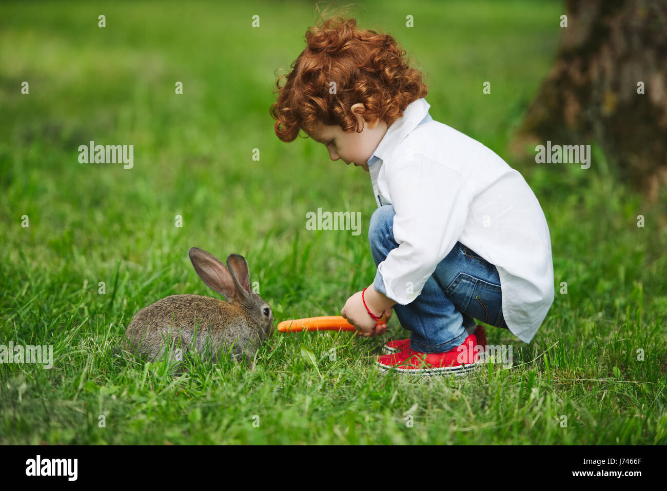 boy feeding rabbit with carrot in park Stock Photo - Alamy