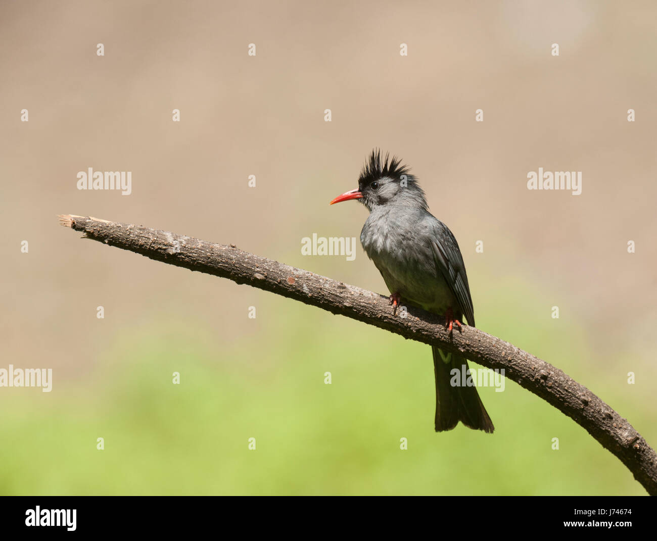 Indian Bulbul High Resolution Stock Photography and Images - Alamy