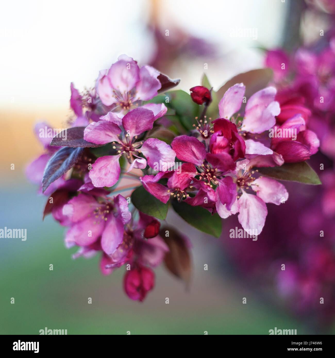 Spring Cherry blossoms pink flowers floral tree Stock Photo - Alamy