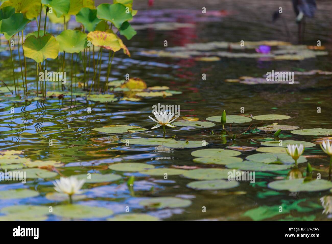 Spring water lily travel, amazing Stock Photo - Alamy