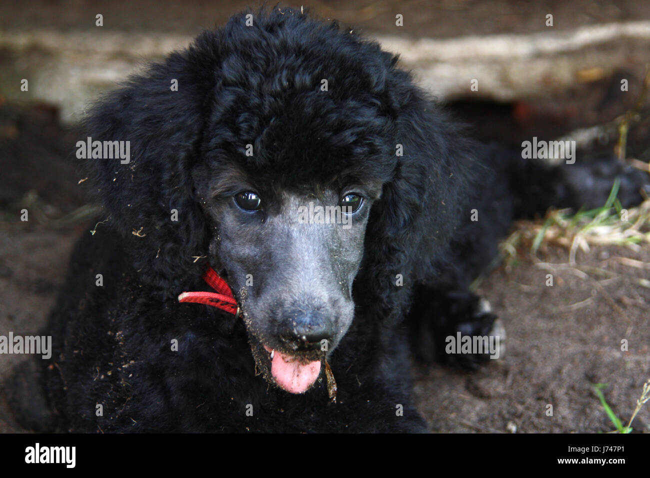 king poodle puppy Stock Photo - Alamy