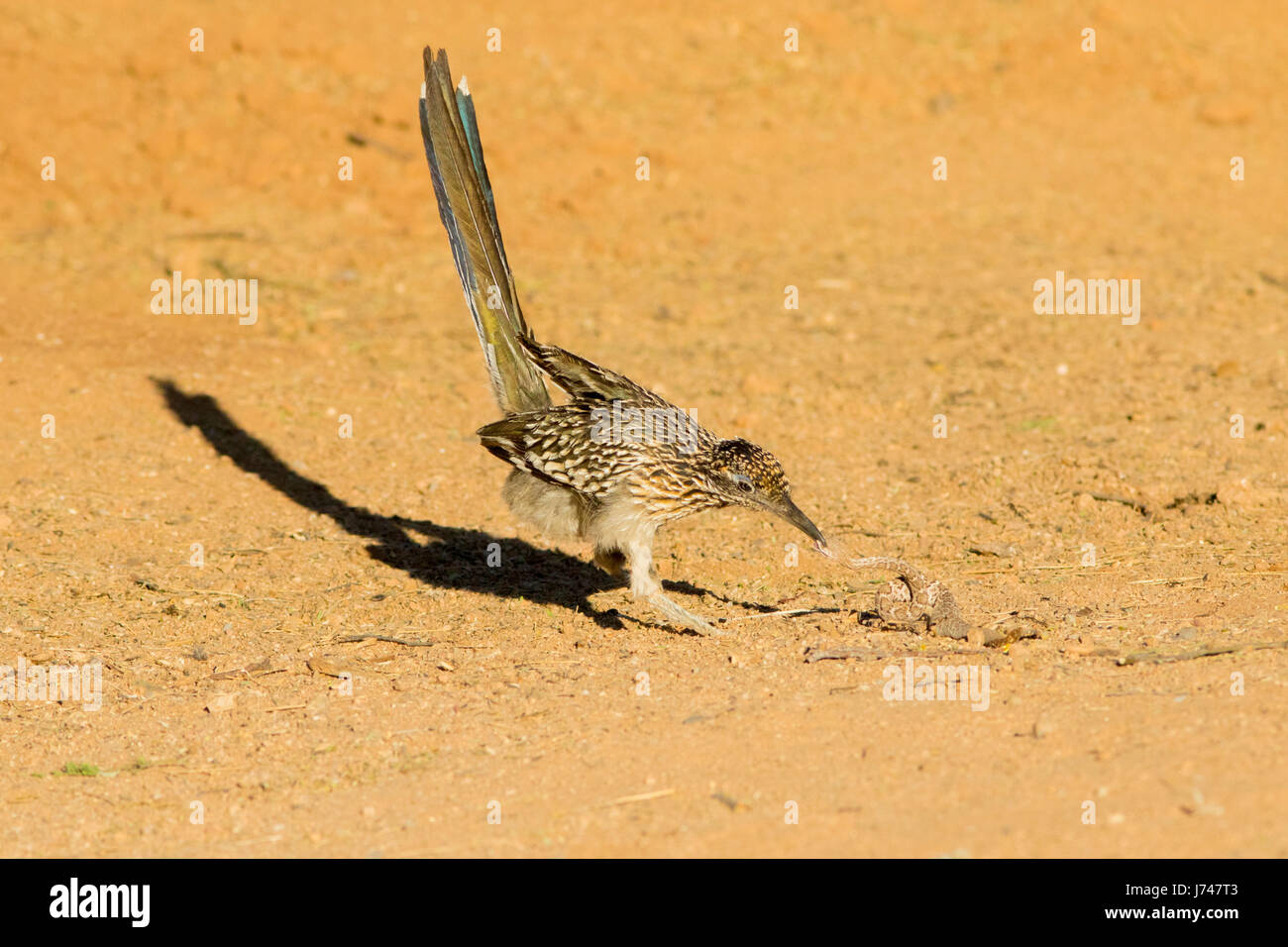 Roadrunner snake hi-res stock photography and images - Alamy