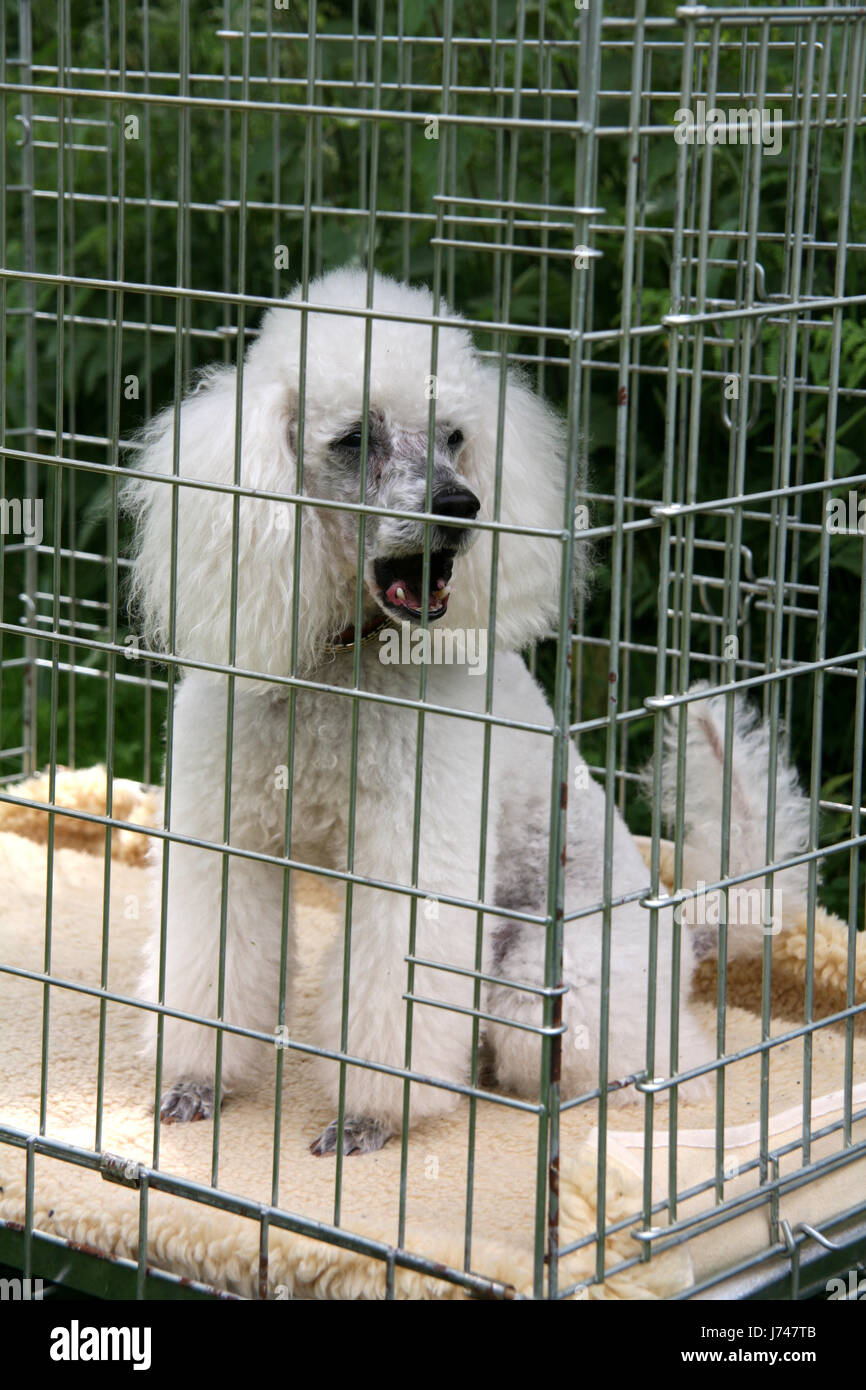 white poodle in a grid box Stock Photo - Alamy